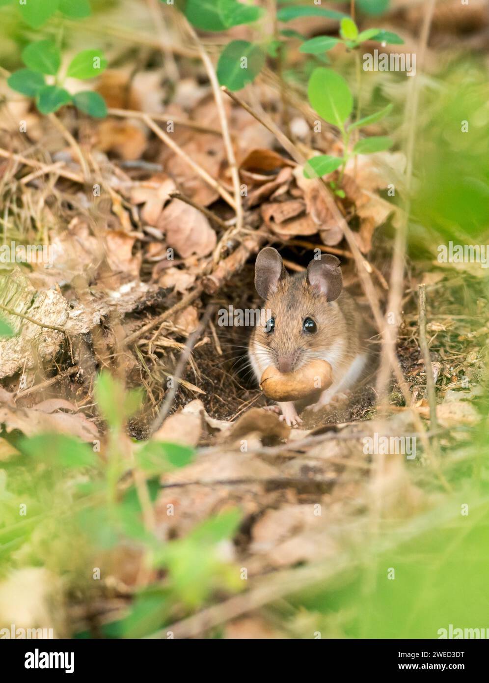 Mouse acorn oak tree hi-res stock photography and images - Alamy