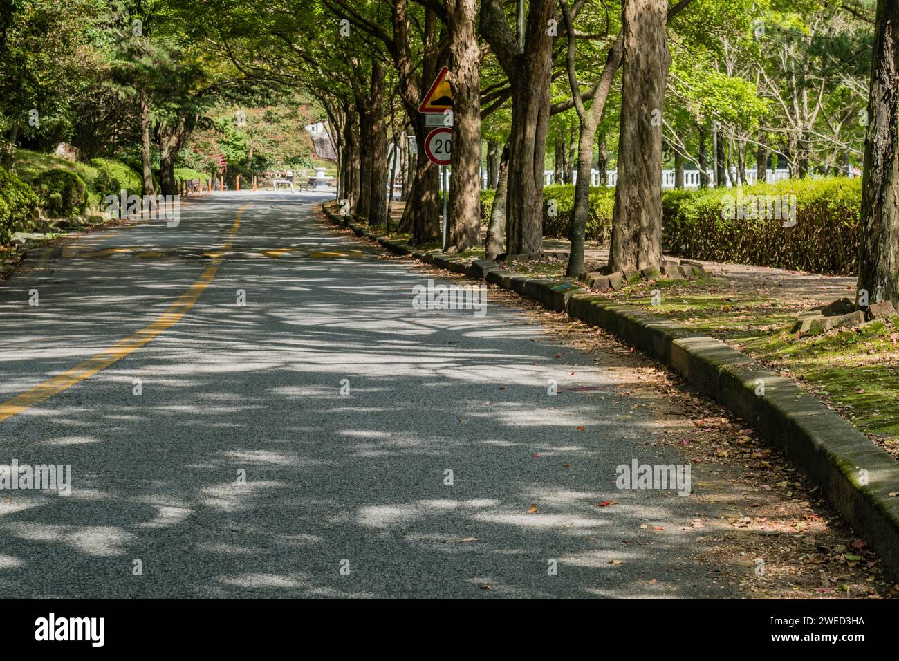 Two lane rural road shaded by large shade trees in mountain park in ...