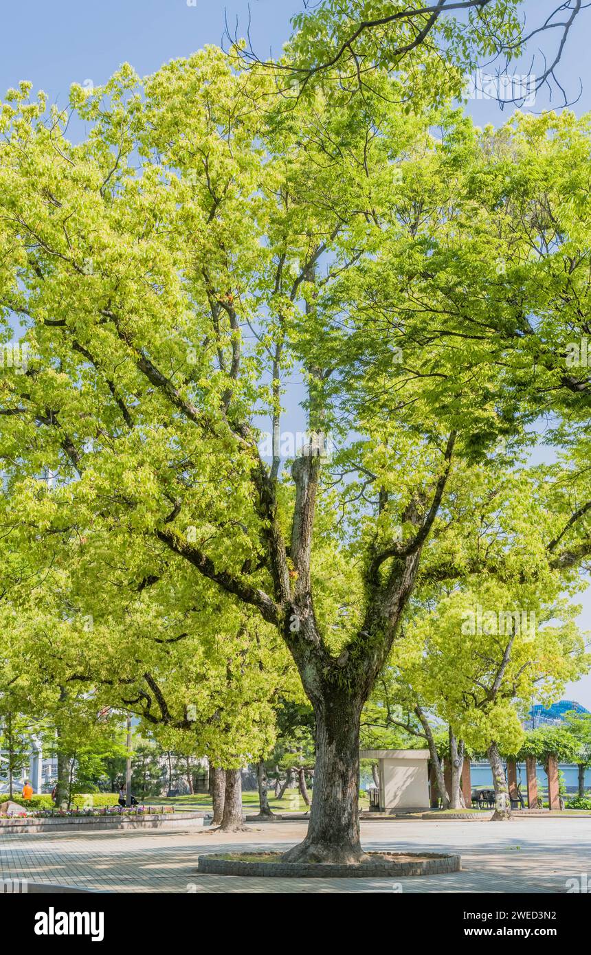 Beautiful tree in middle of plaza in park in Hiroshima, Japan Stock ...