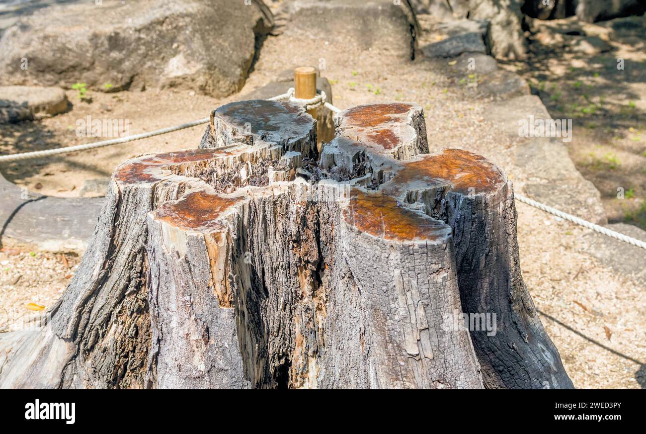Closeup of ancient tree trunk in urban park in Hiroshima, Japan Stock ...