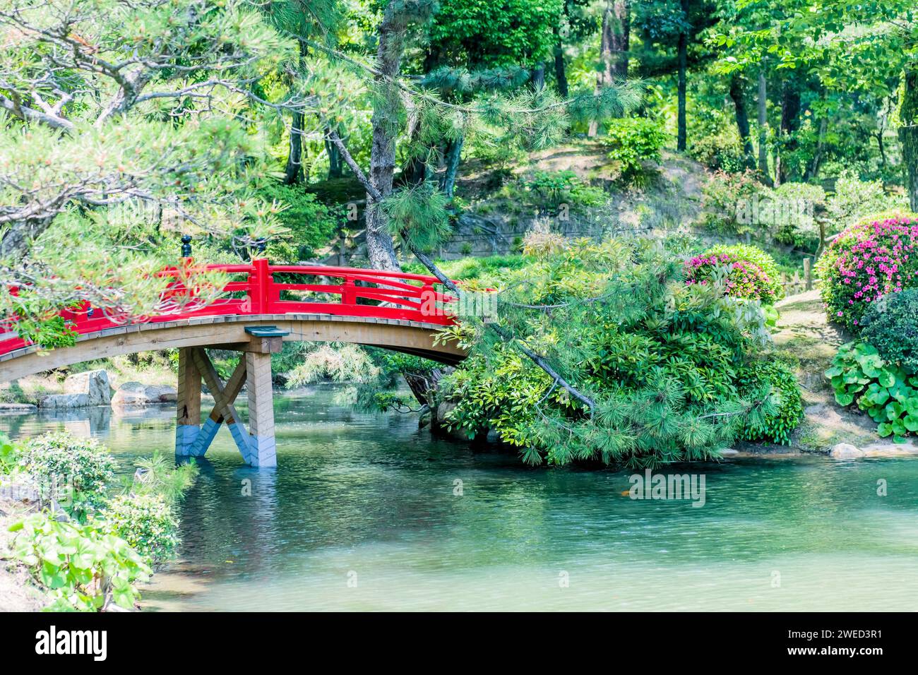Red wooden footbridge over man made pond in Japanese garden in ...