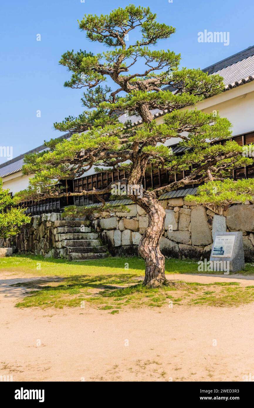 Large evergreen tree beside building in urban Japanese park in ...