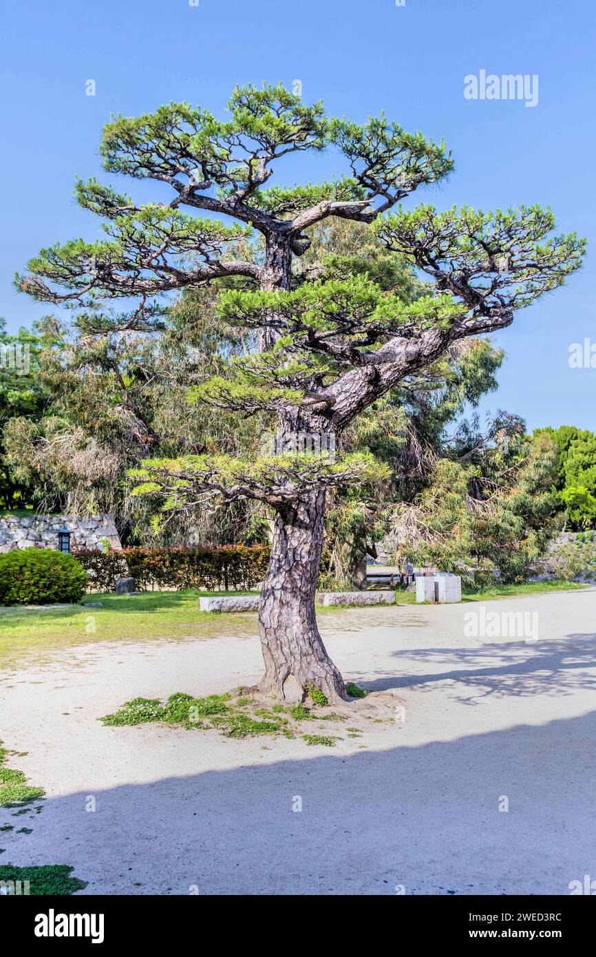 Large evergreen tree in dirt field in Japanese park in Hiroshima, Japan ...