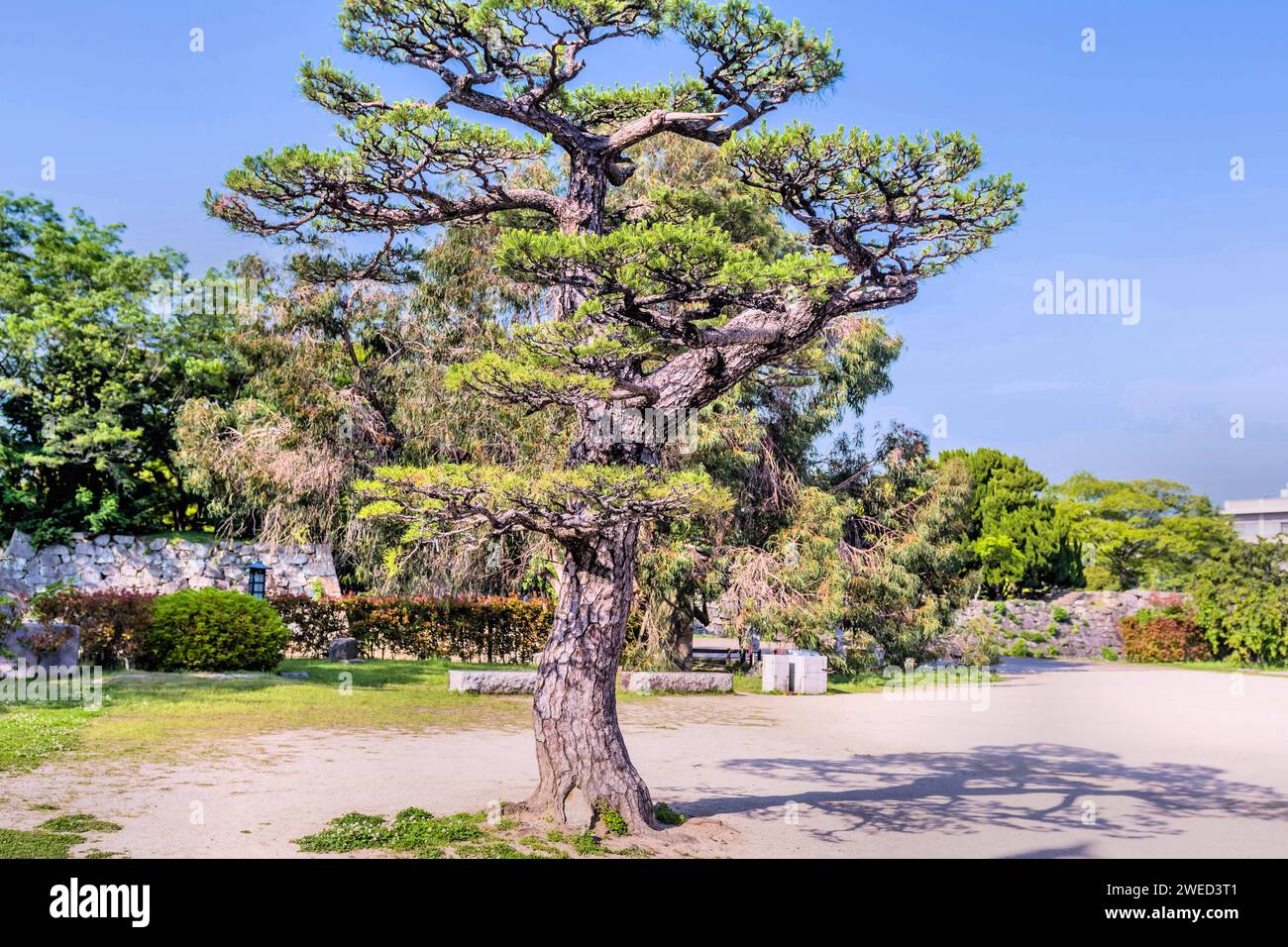 Large evergreen tree in dirt field in Japanese park in Hiroshima, Japan ...
