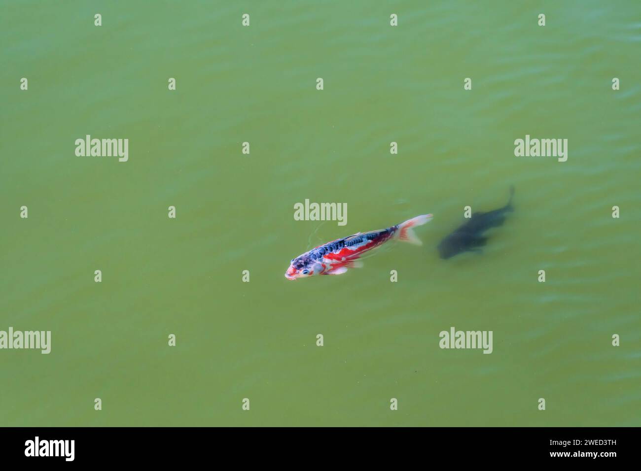 Koi swimming hi-res stock photography and images - Alamy