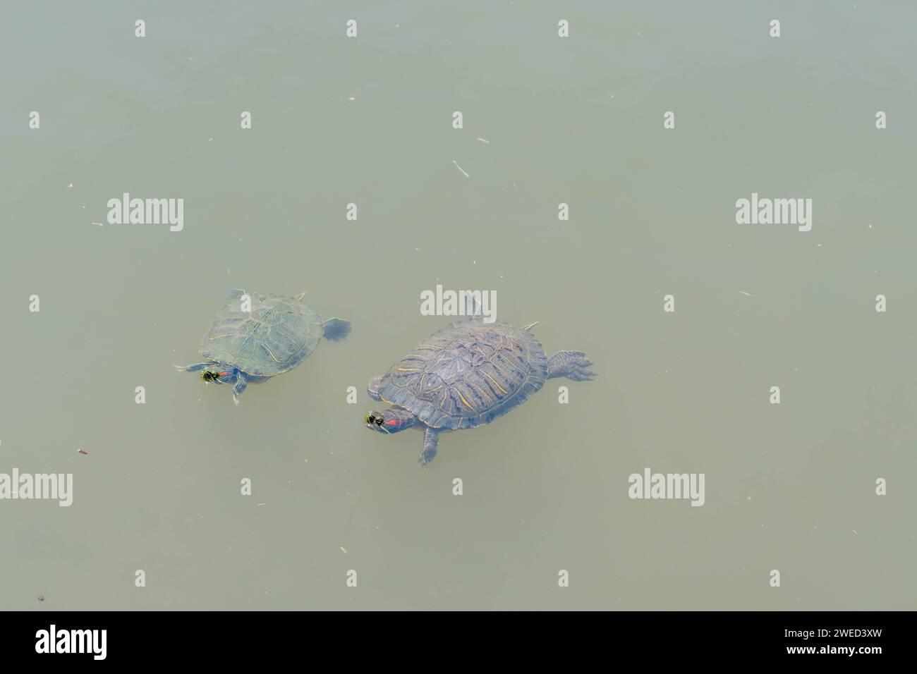Japanese pond turtle hi-res stock photography and images - Alamy