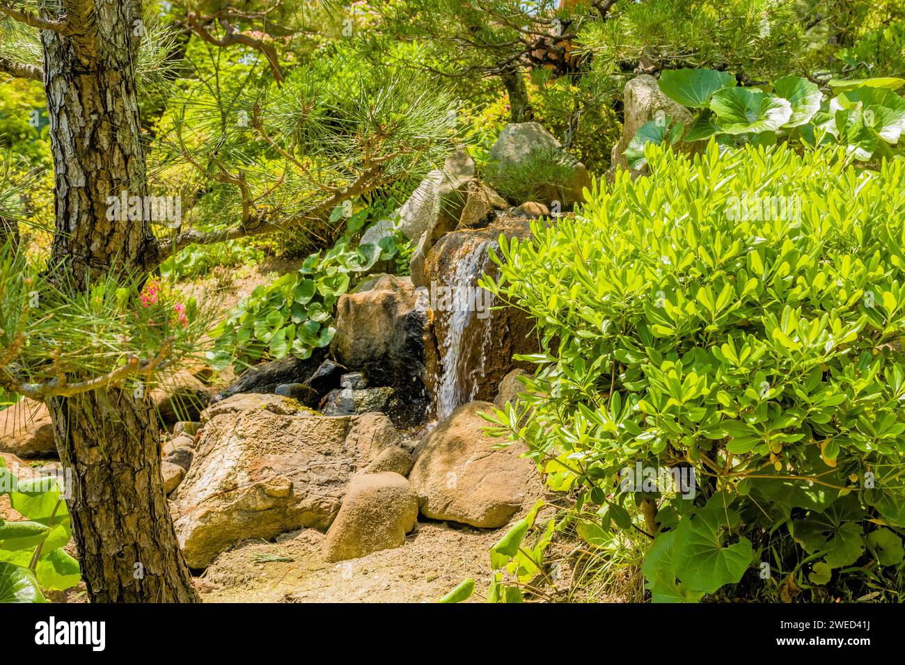 Small waterfall behind shrubbery in Japanese garden park in Hiroshima ...