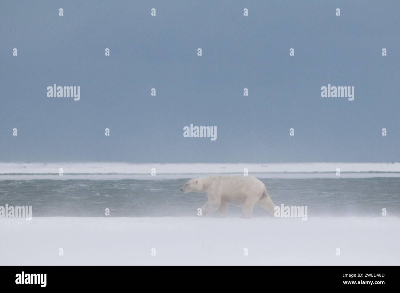 polar bear, Ursus maritimus, large thin old boar walks along the arctic ...