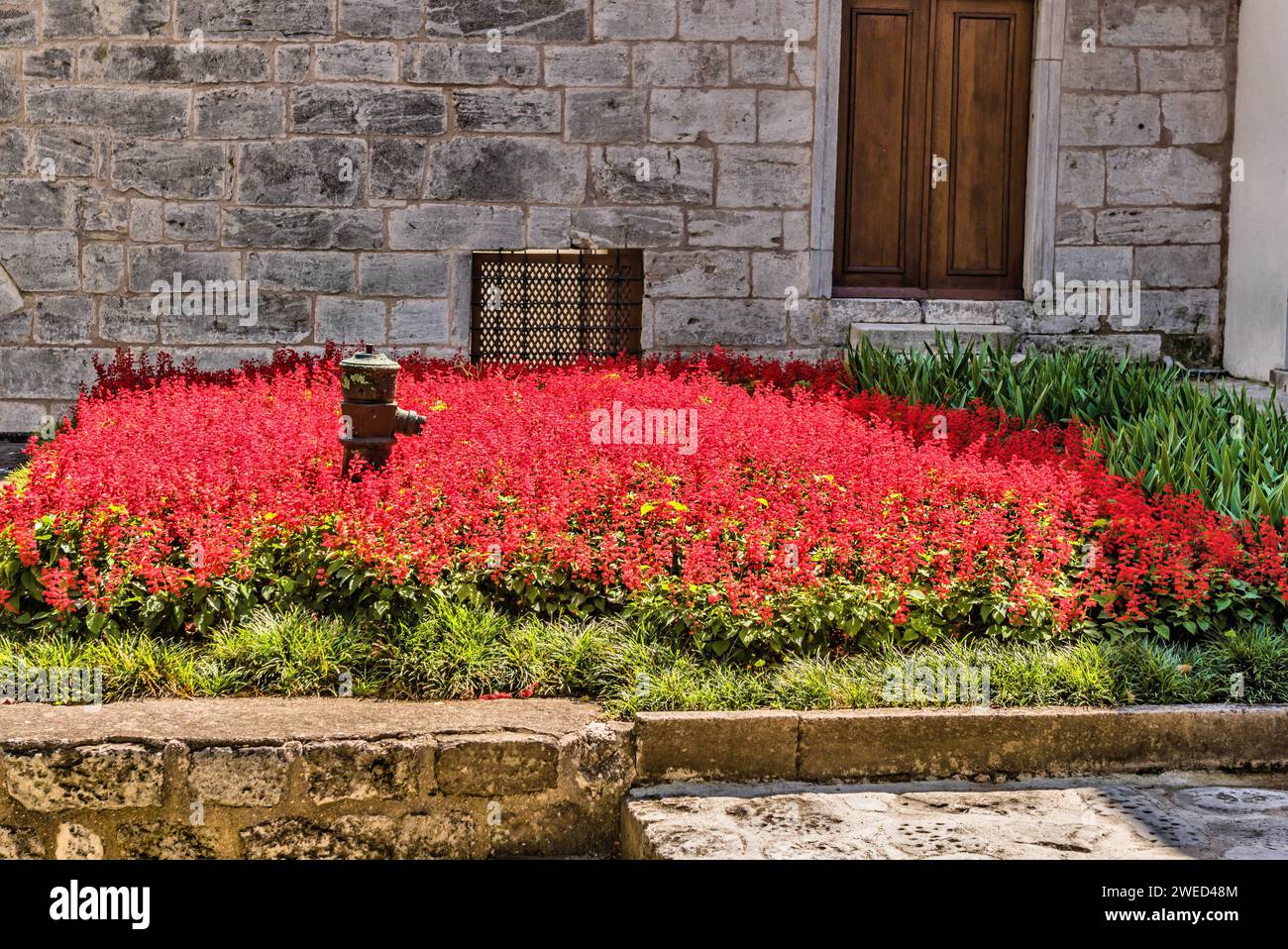 Rusty fire hydrant in bed of beautiful red flowers in Istanbul, Turkiye ...