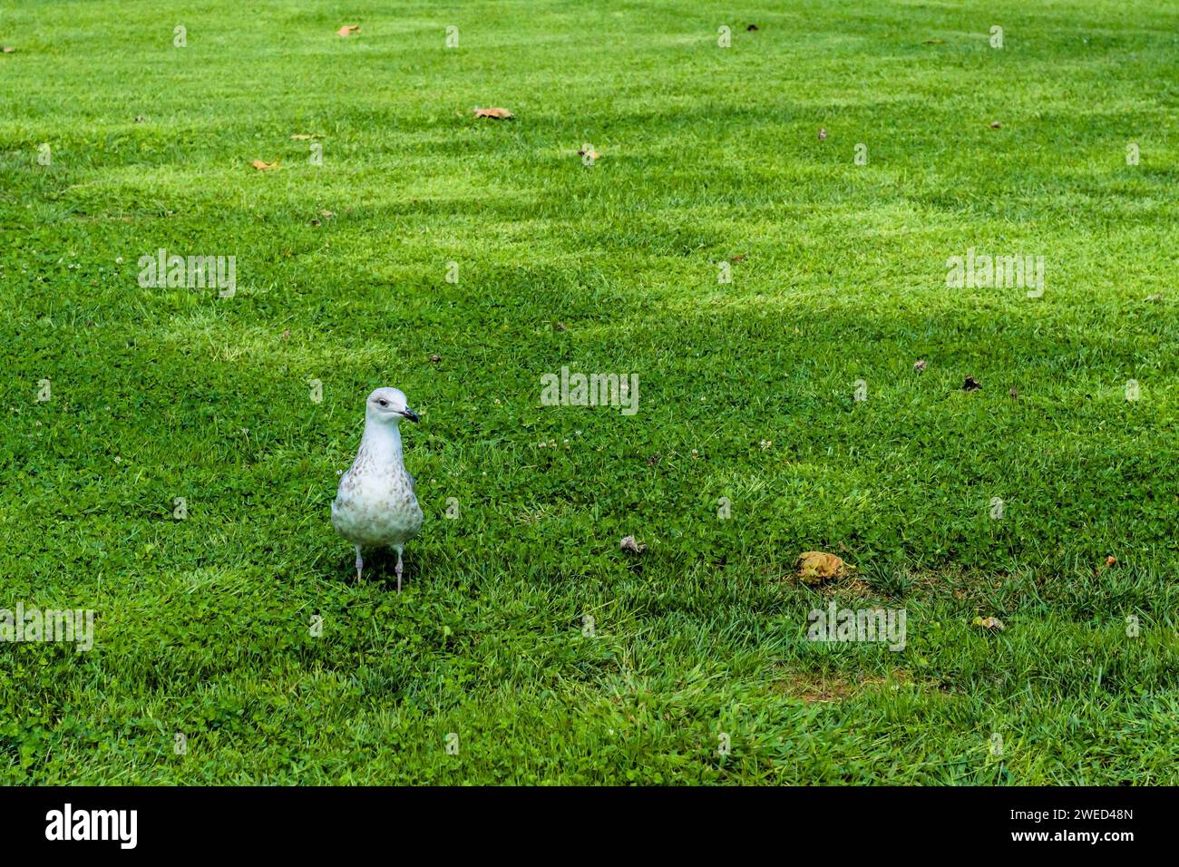 Seagull in field of grass in public park near ocean in Istanbul ...