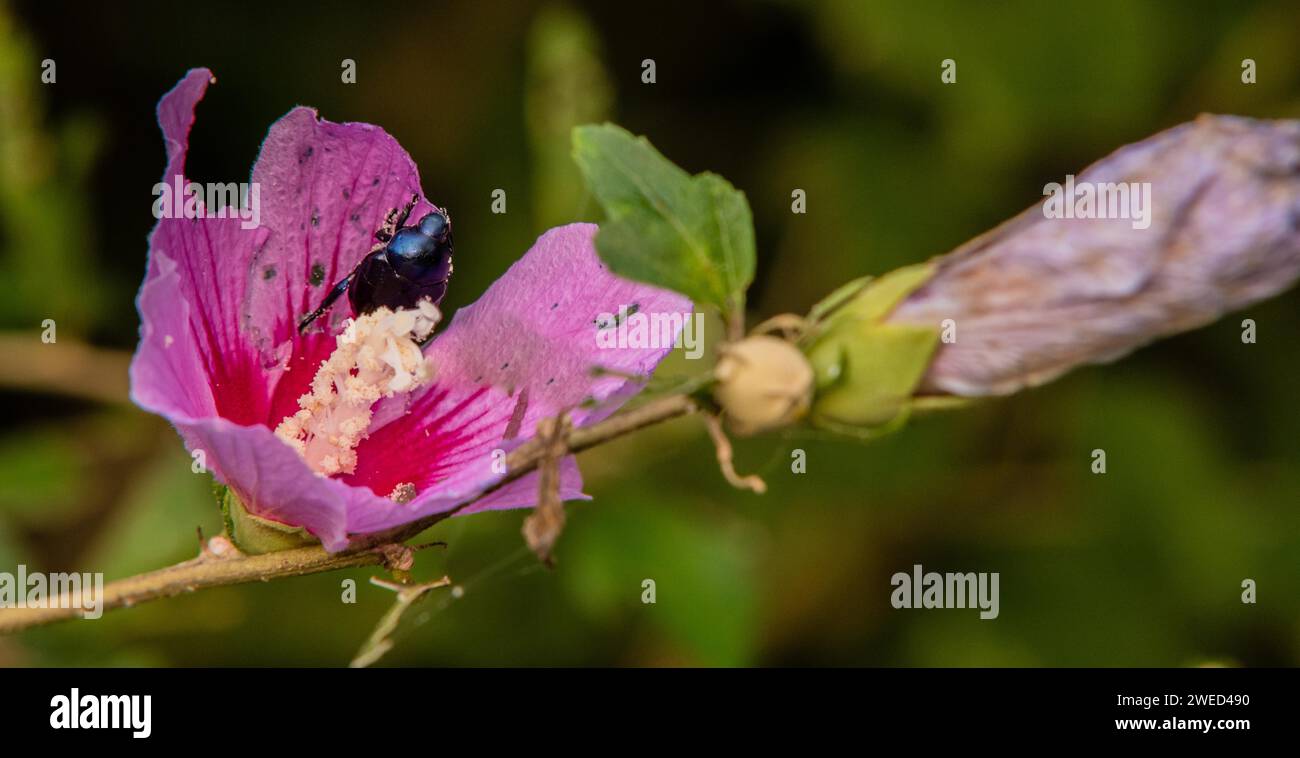 Hiding beetle hi-res stock photography and images - Alamy
