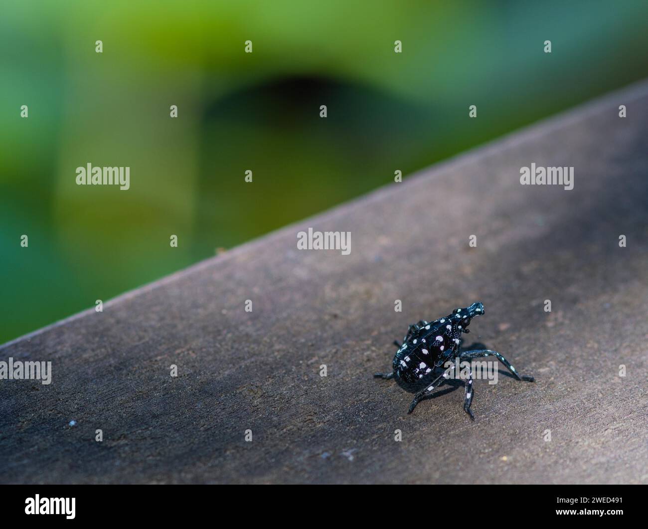 Small black beetle with white spots on wooden rail with blurred ...