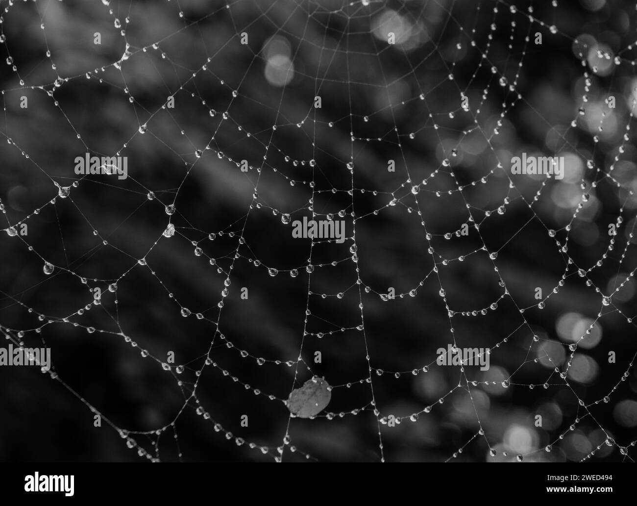 Black and white large spider web covered with water drops glistening ...