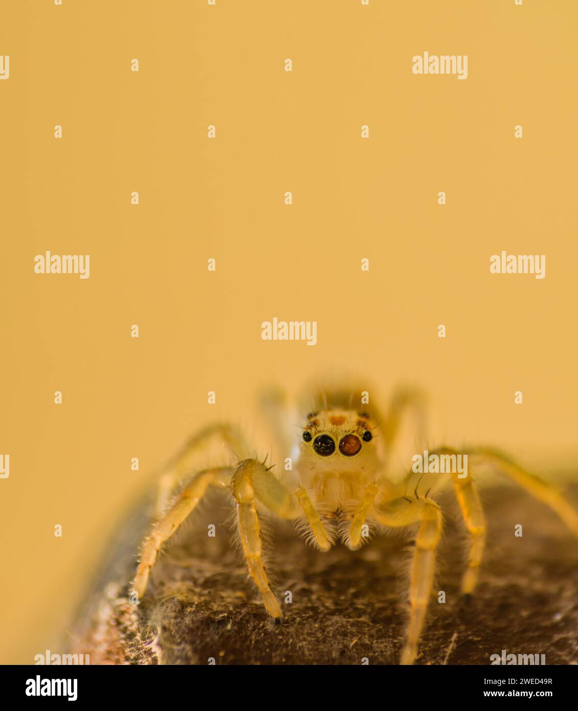 Camera insect close up hi-res stock photography and images - Alamy