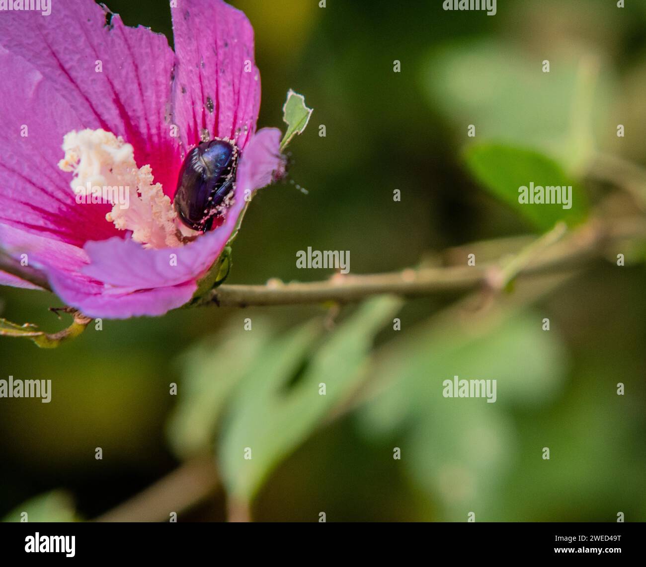 Black beetle hiding inside a pink rose of Sharon flower Stock Photo - Alamy