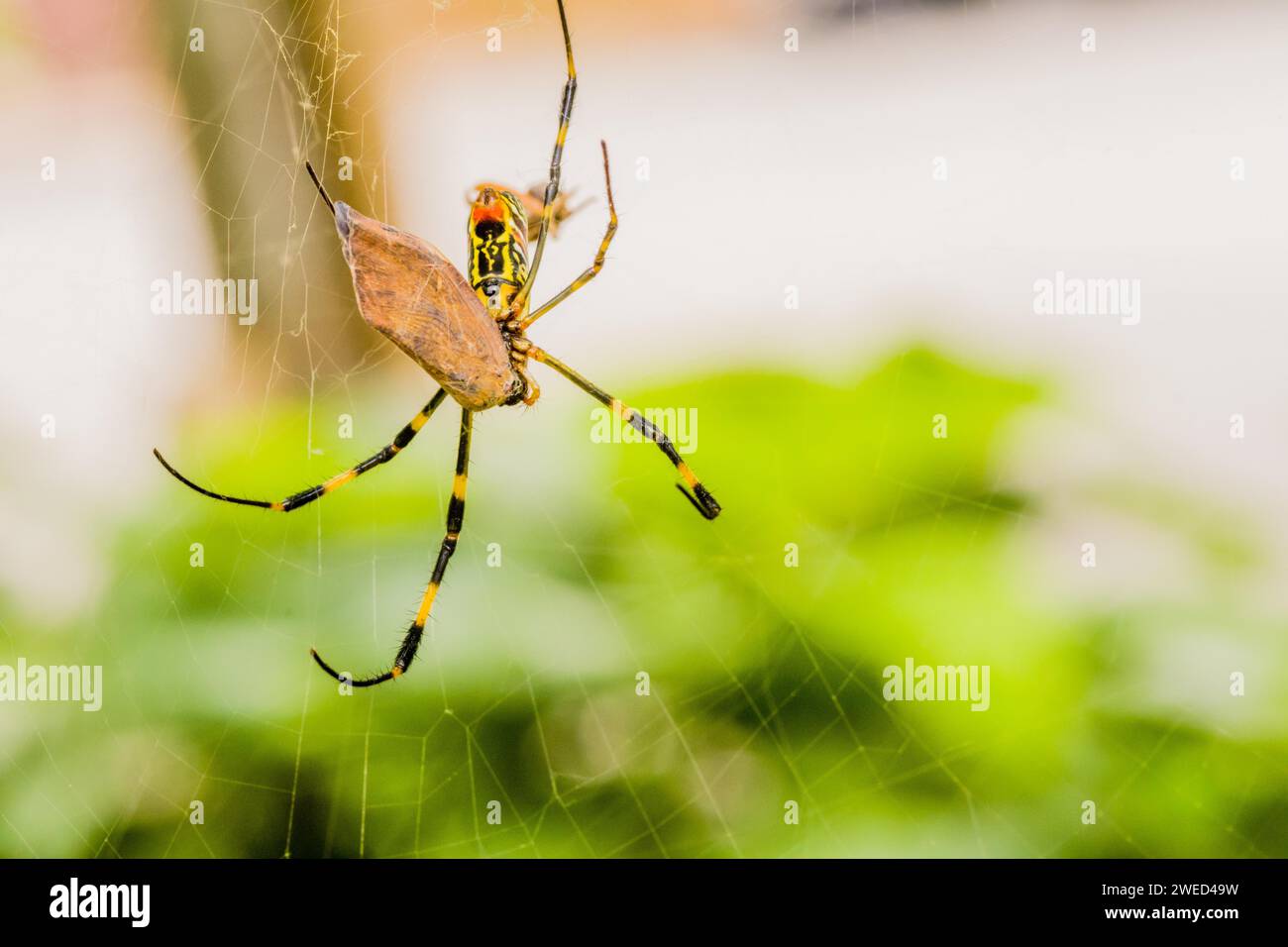 Female black and yellow Banana Spider feeding on moth in its web with a ...