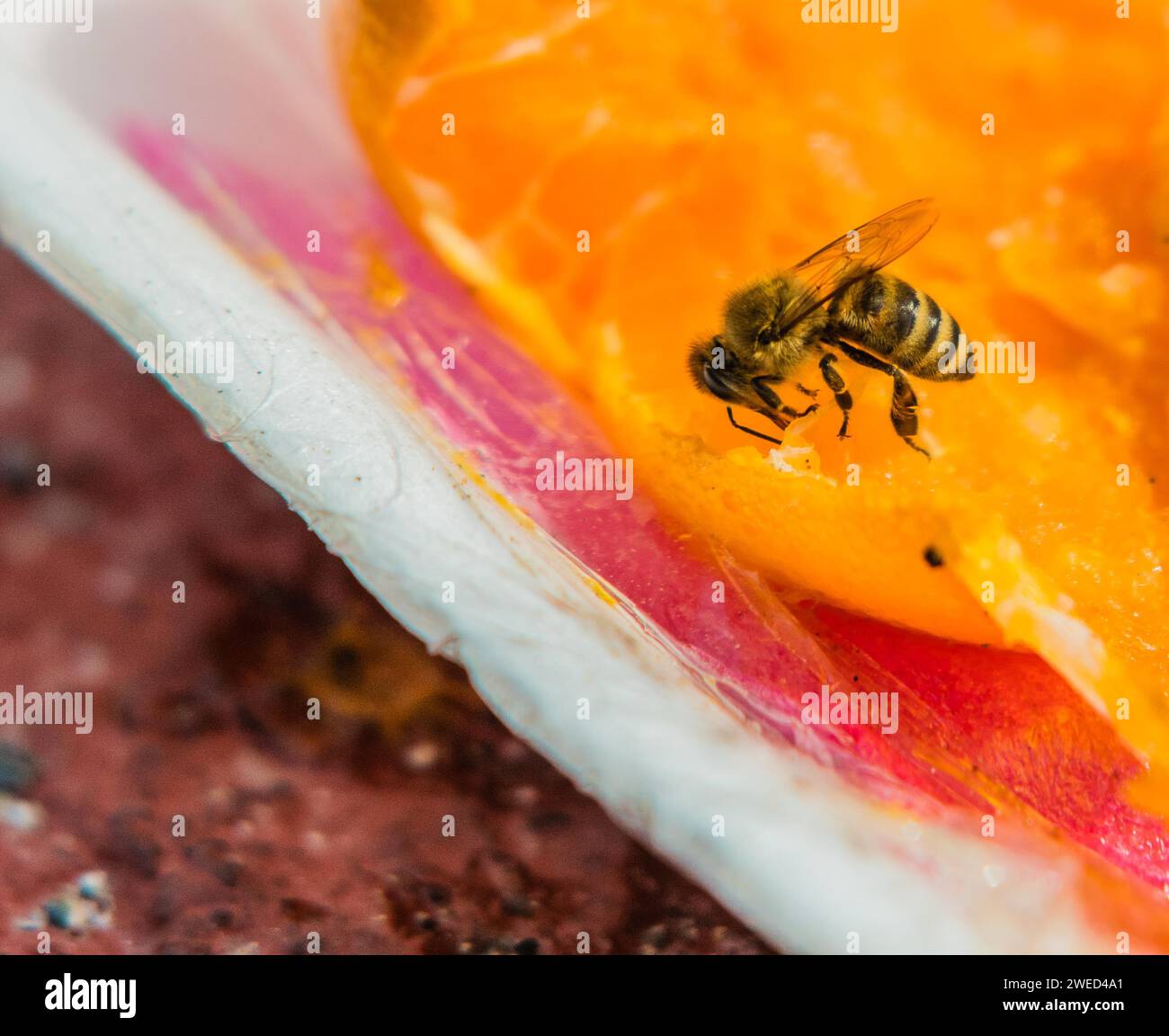 Bubble bee extracting nectar from a discarded orange in a styrofoam ...