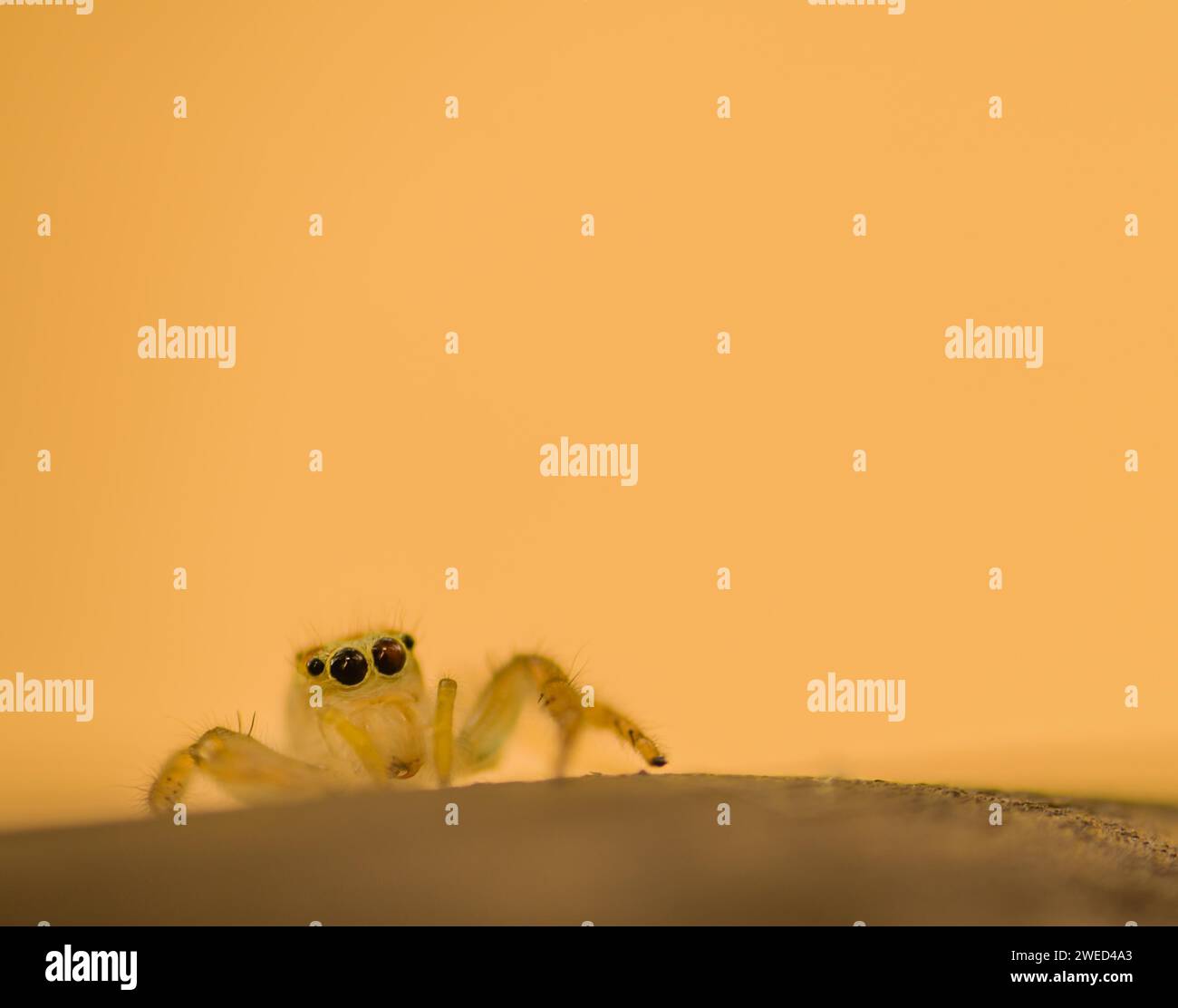 Closeup of jumping spider with translucent body on corner of wooden ...