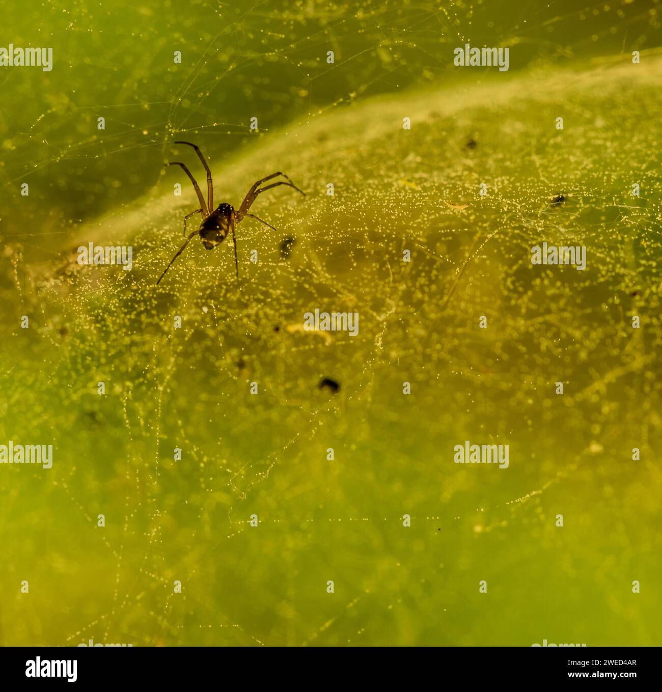 Closeup of small brown transparent spider crawling in its web with a ...