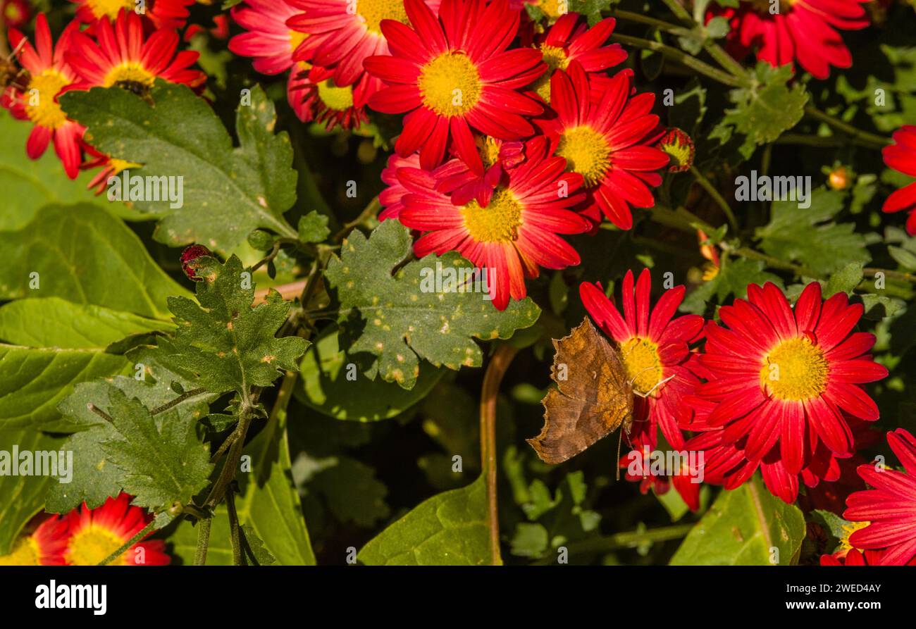 The comma butterfly on a red flower with yellow center with comma ...