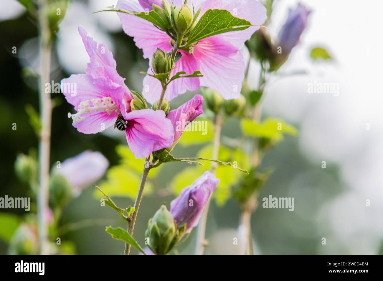 Closeup of a bee gathering nectar from a pink rose of Sharon flower ...