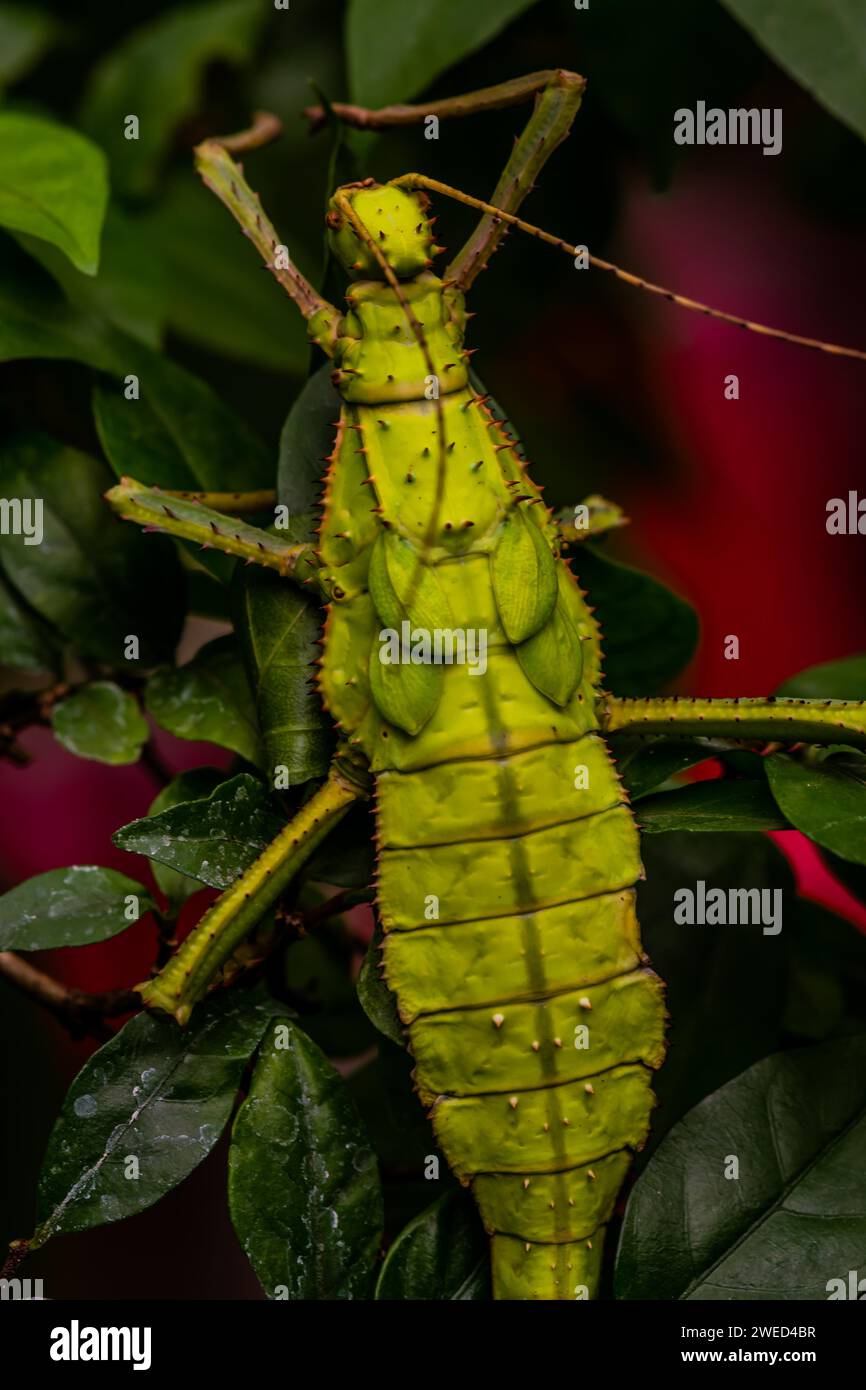 Closeup of large leaf insect crawling up branch of tree Stock Photo - Alamy