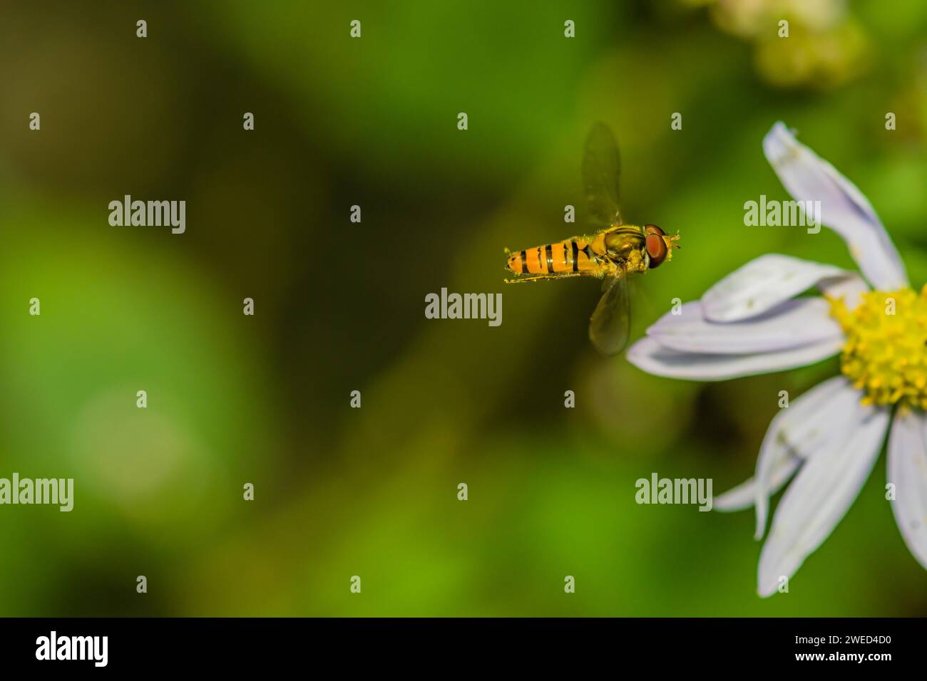 Closeup of small hover fly in midair flying toward white and yellow ...