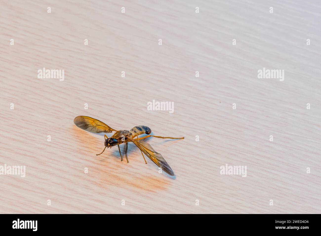 Closeup of a dead wasp with pollen residue on its body with soft ...