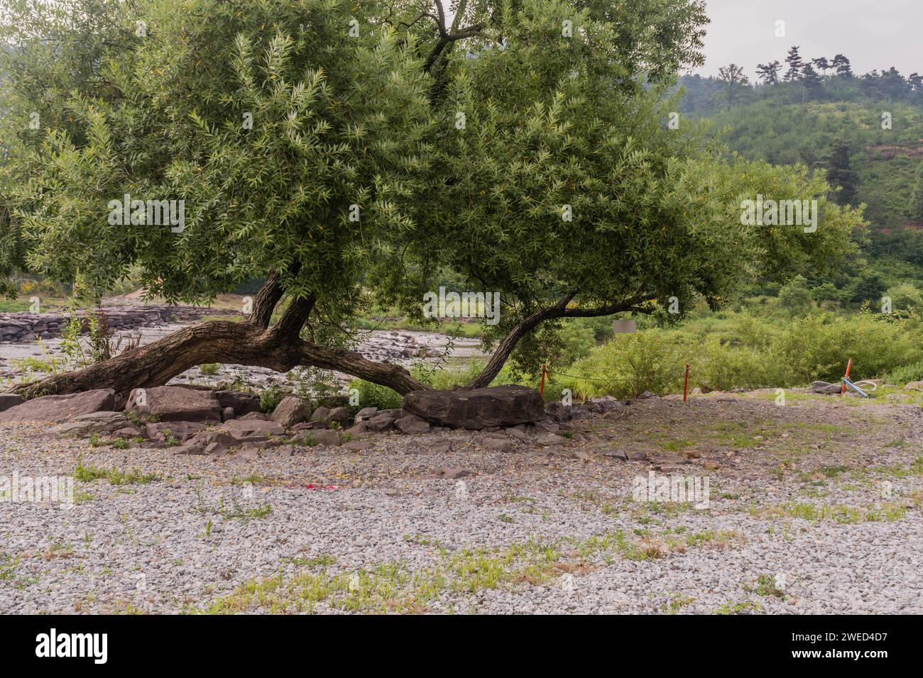 Large boulder placed under tree as bench for tourists to rest in South ...
