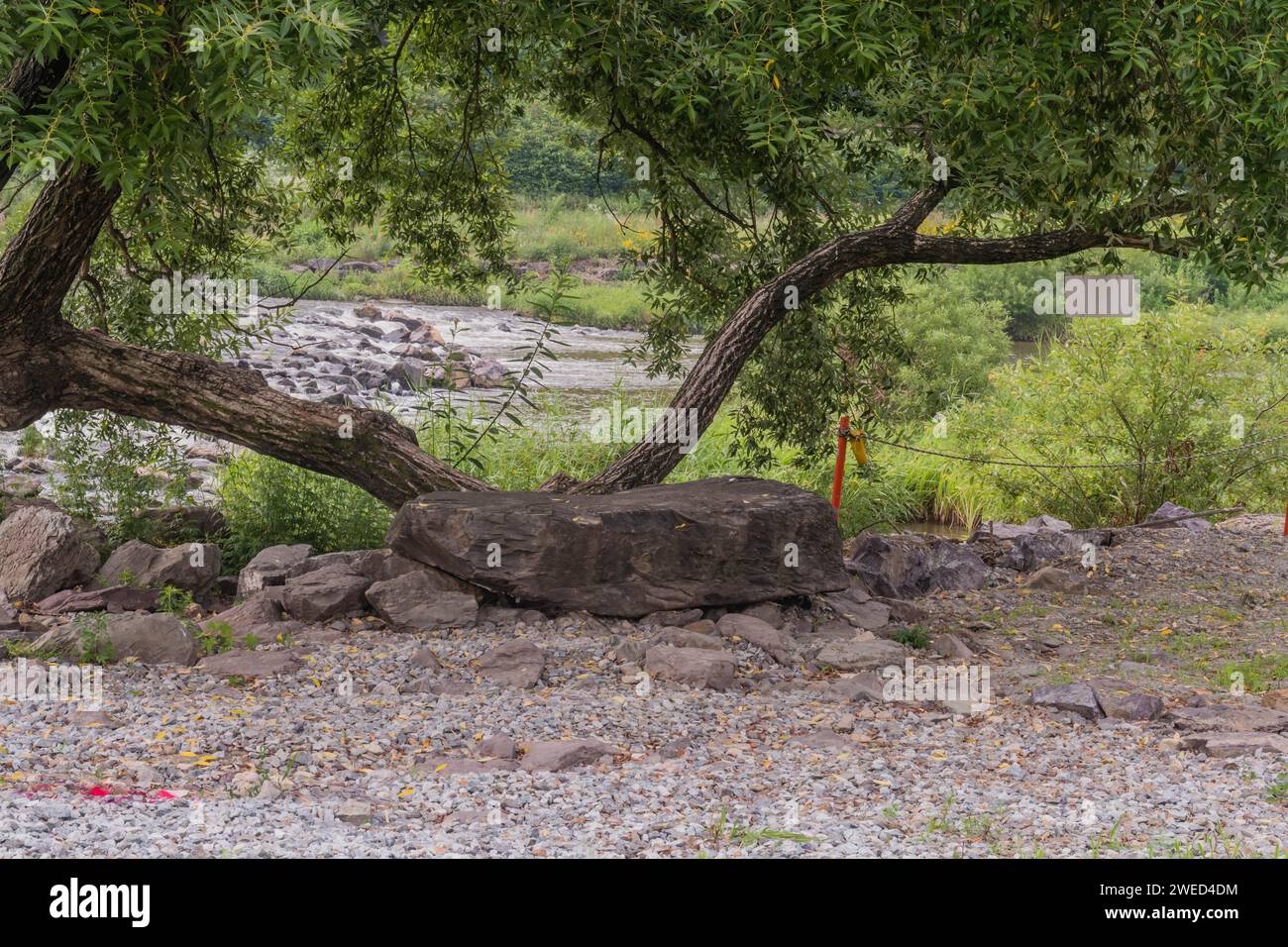 Large boulder placed under tree as bench for tourists to rest with ...
