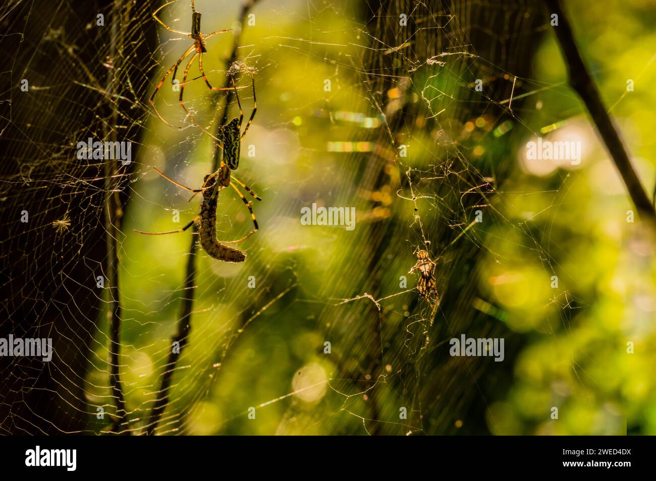 Closeup of a yellow and black spider attaching a caterpillar in its web ...