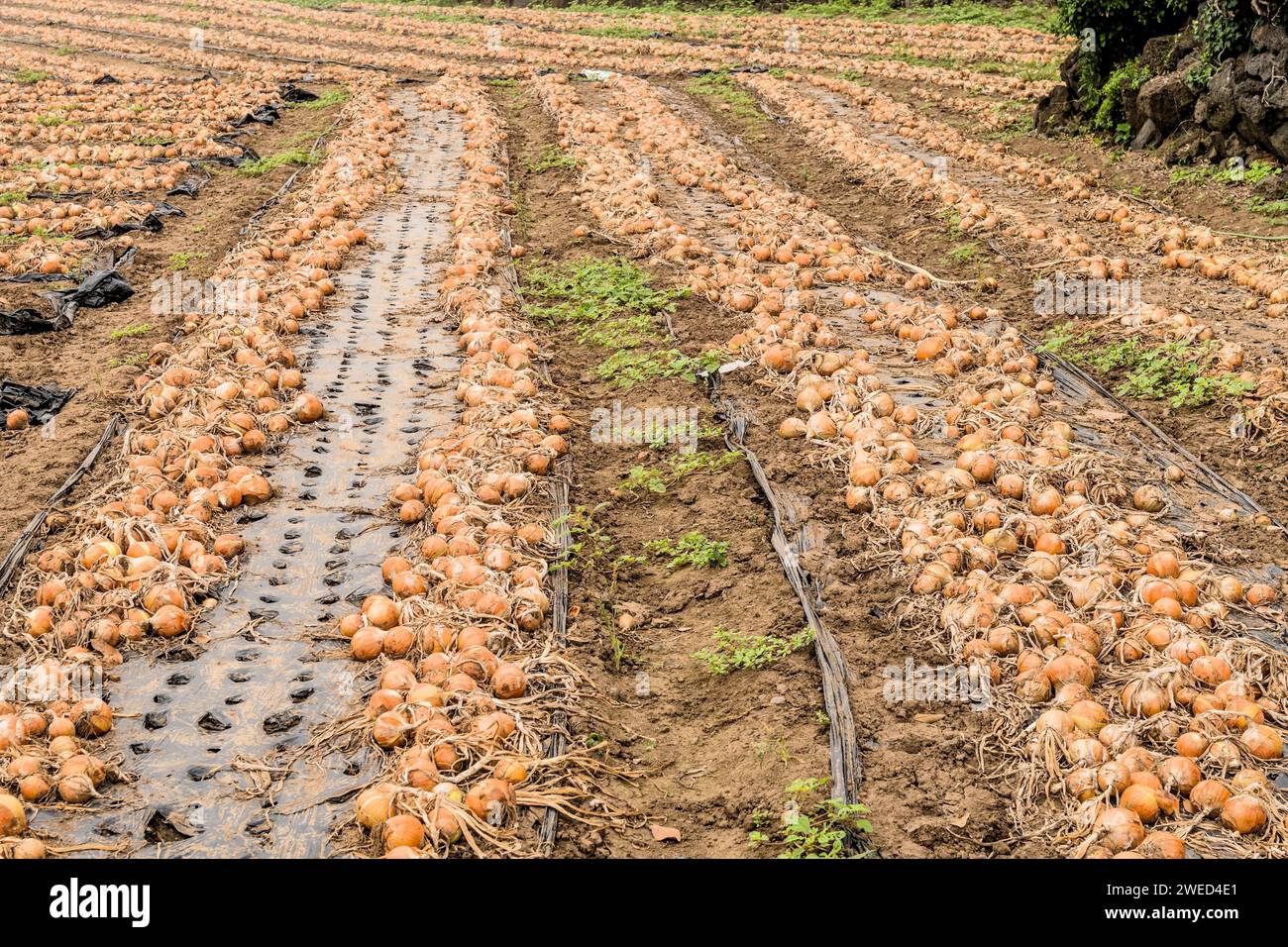Field of ripe yellow onions waiting to be harvested in Jeju, South ...