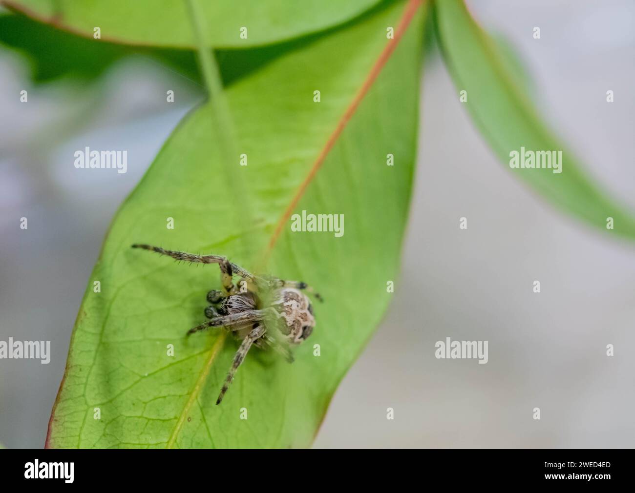 Larinioides sclopetarius spider hi-res stock photography and images - Alamy