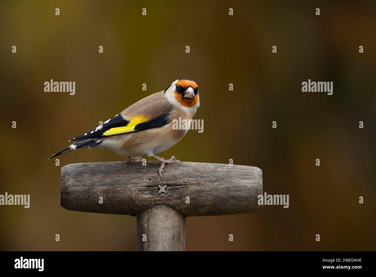 European goldfinch (Carduelis carduelis) adult bird on a garden fork ...