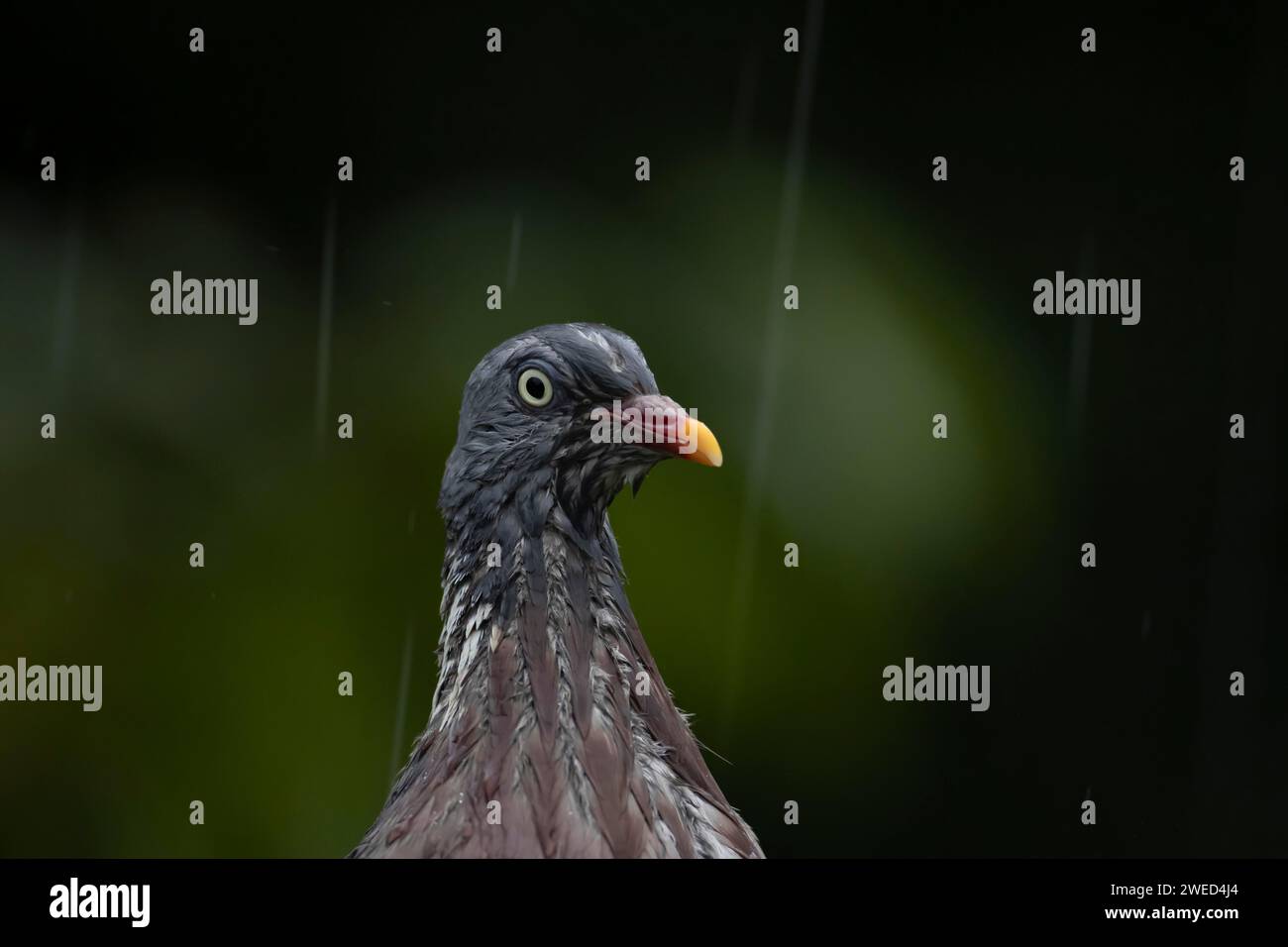 Bird in storm hi-res stock photography and images - Alamy