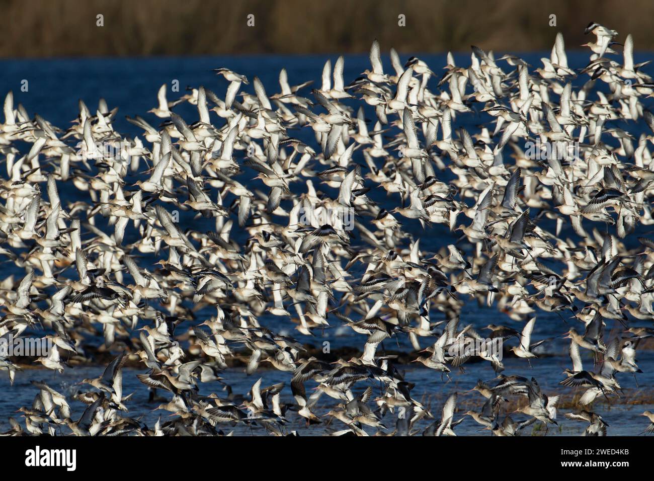 Black tailed godwit (Limosa limosa) adult birds in flight in a large ...