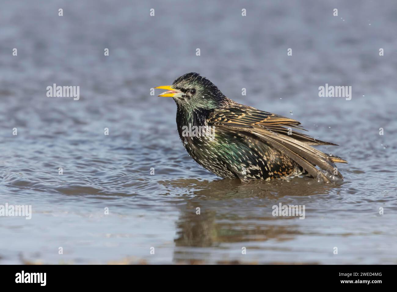 Shallow puddle hi-res stock photography and images - Alamy