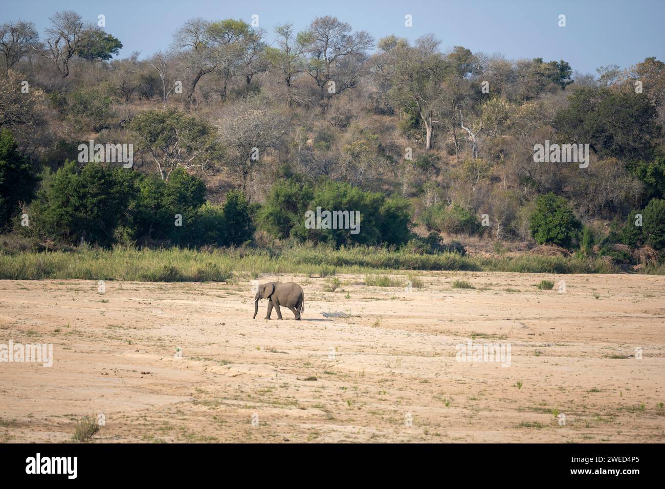 A lone elephant (Loxodonta africana) crosses the dry riverbed of the ...