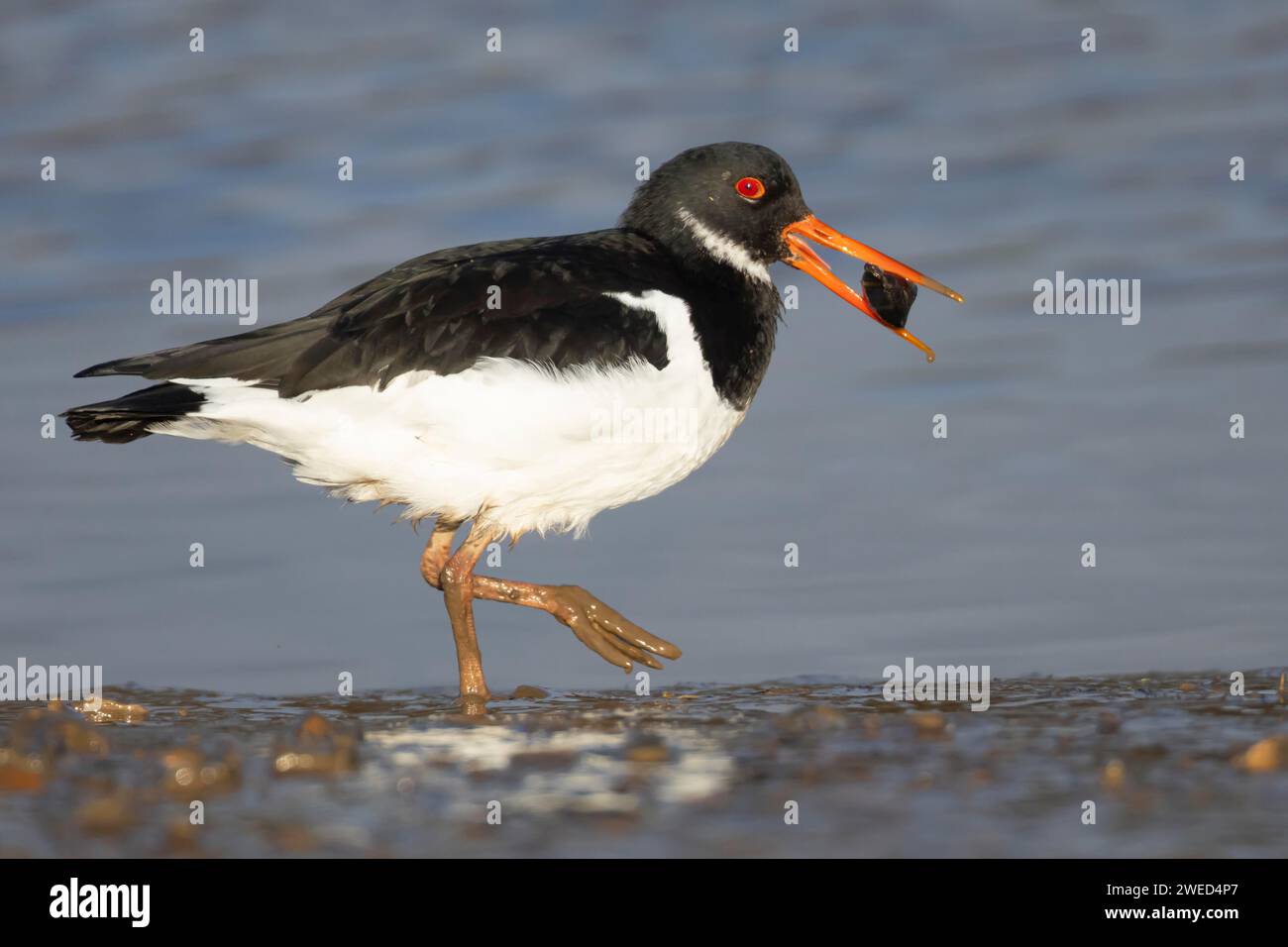 Eurasian oystercatcher (Haematopus ostralegus) adult bird carrying a ...