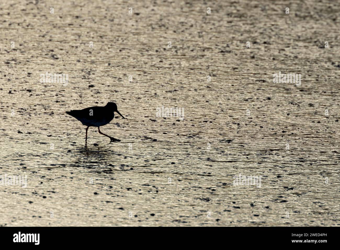 Common redshank (Tringa totanus) adult bird walking on a mudflat ...