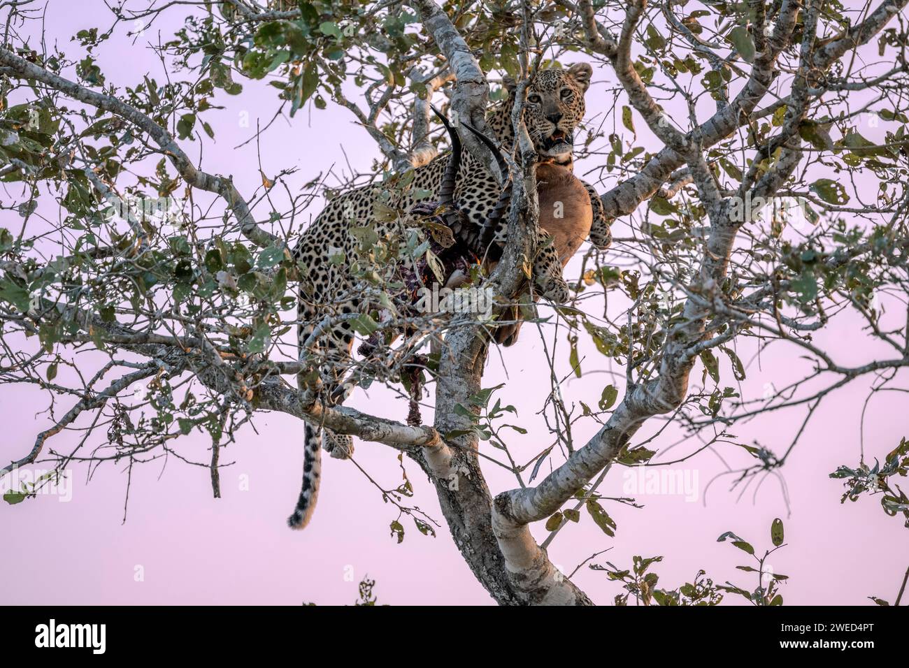 A leopard (Panthera pardus pardus) resting on a branch with a view into ...