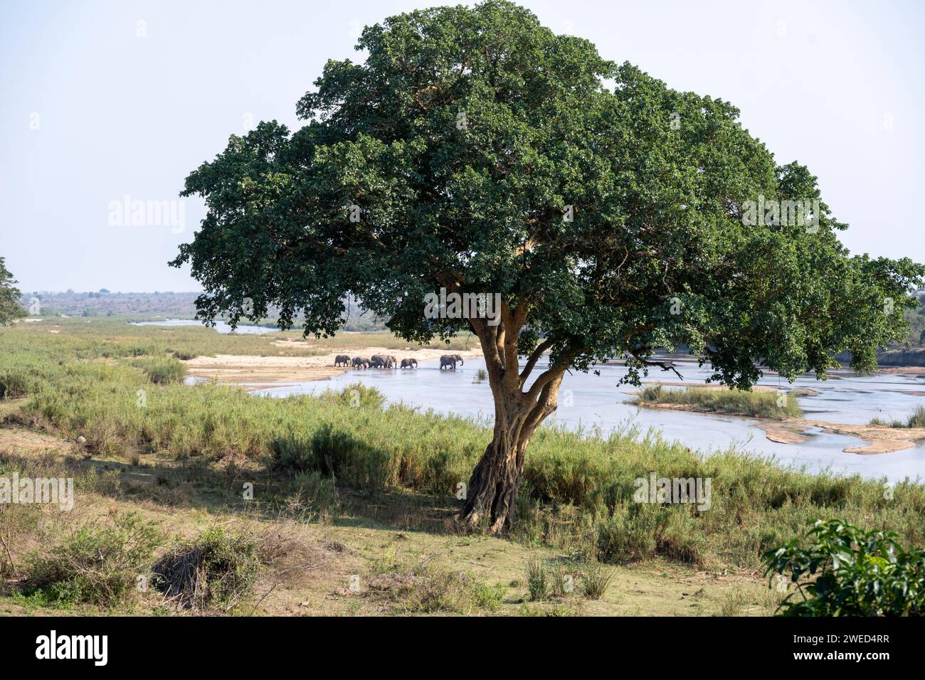 A large tree on the banks of the Sabie River with a herd of elephants ...