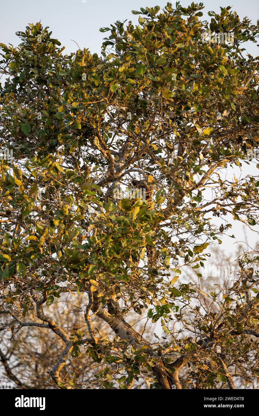A leopard (Panthera pardus pardus) lying well camouflaged in a tree ...
