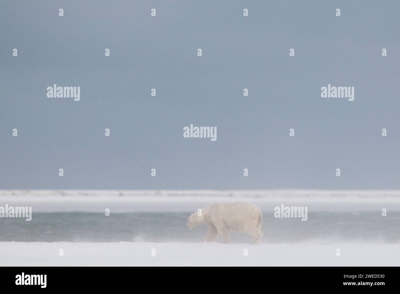 polar bear, Ursus maritimus, large thin old boar walks along the arctic ...