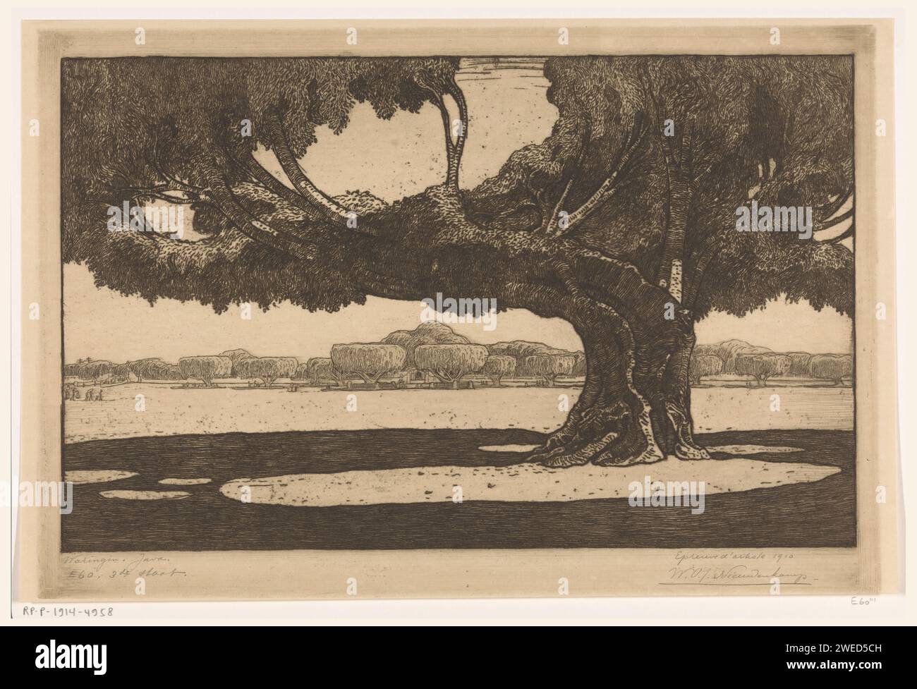 Waringin trees in the garden of the Palace of the Sultan in Jogyakarta ...