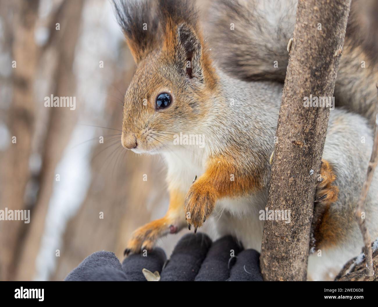 Squirrel in the winter eating nuts from a man's hand. Caring for ...