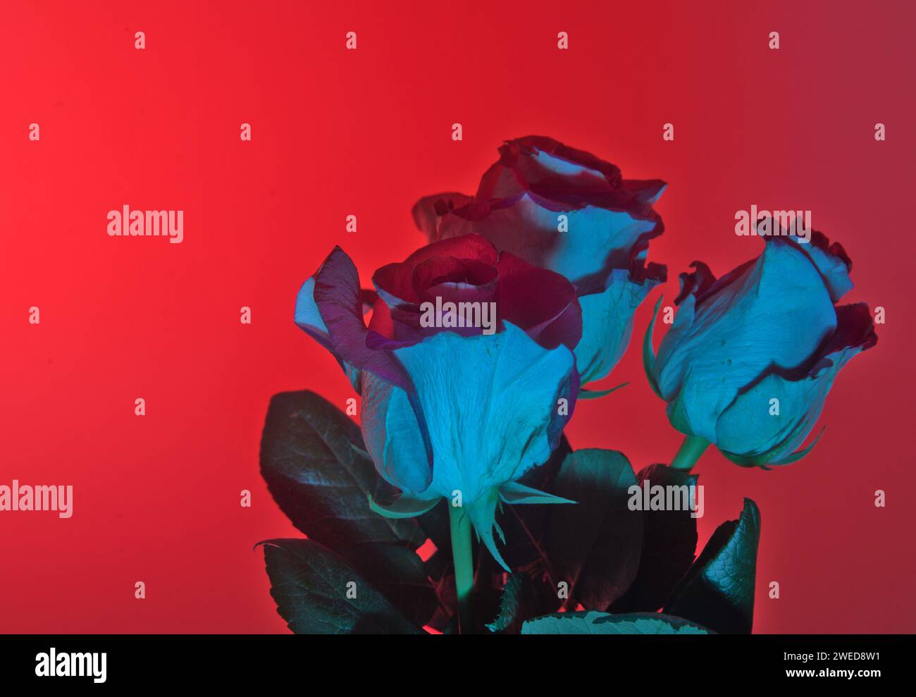 Colorful rose abstract screaming look at me blues, greens, reds of ...