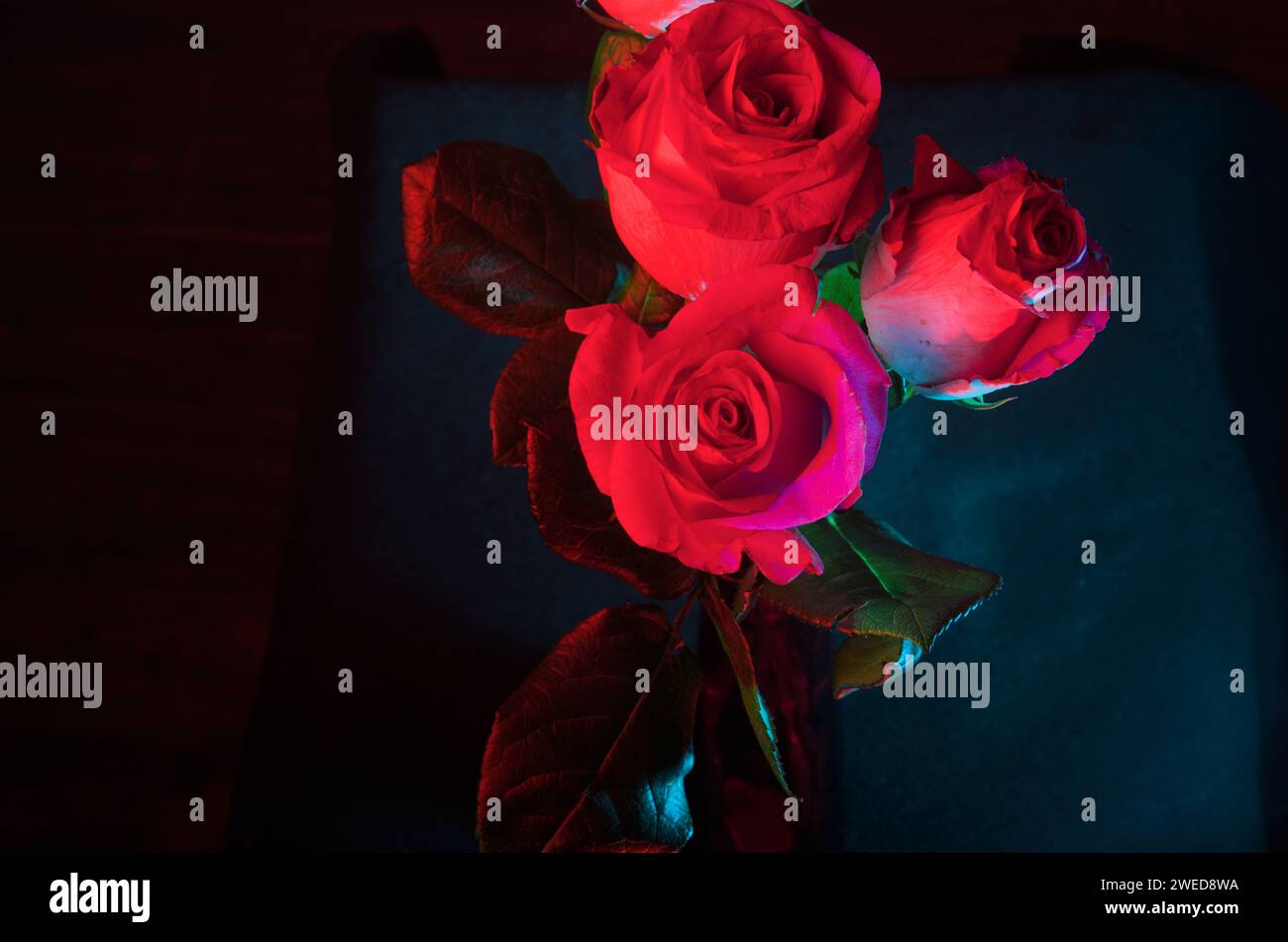 Rose beauty in altered color abstract of nature. Bouquet of red & white ...