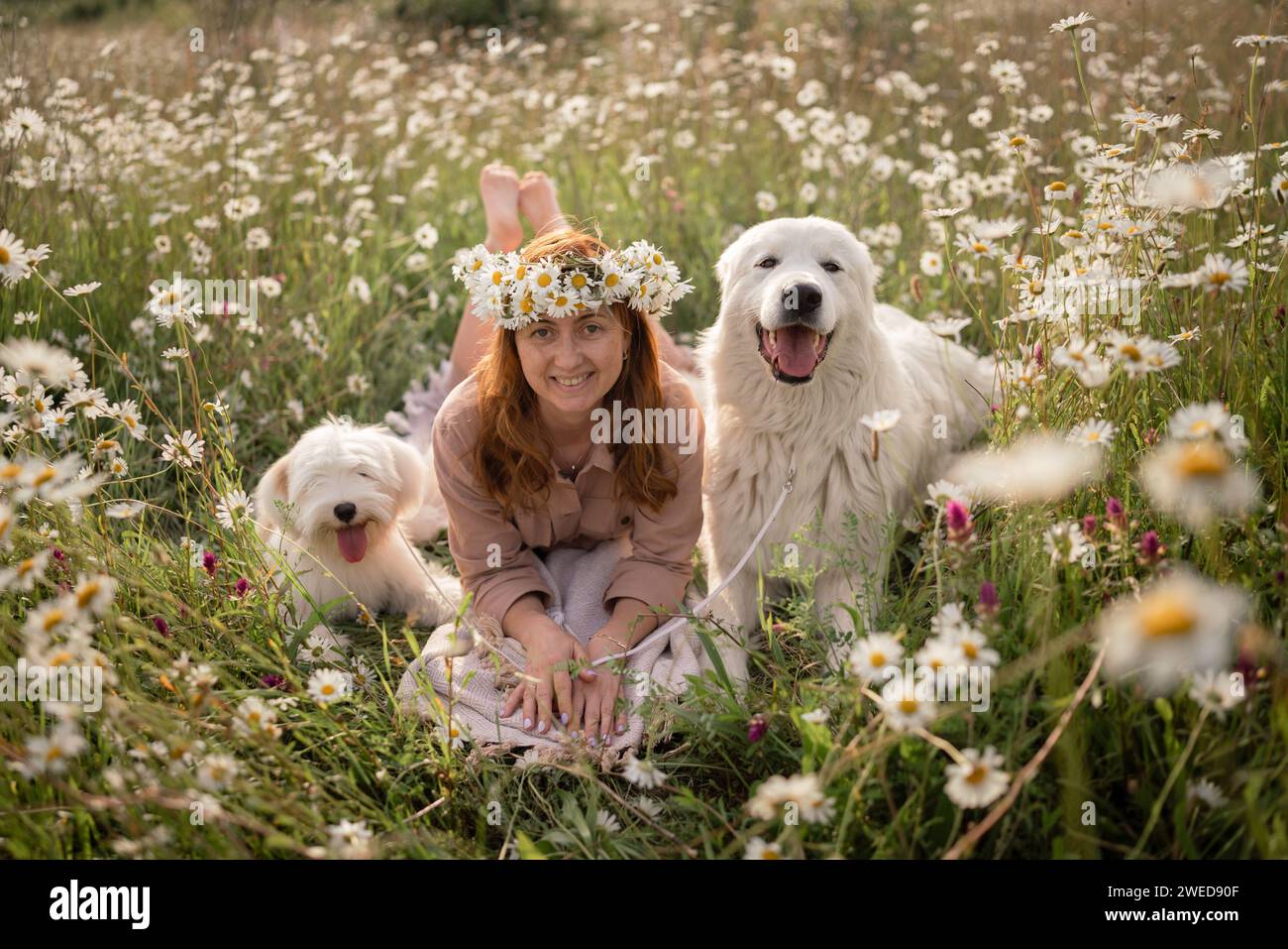 Woman dogs meadow chamomile. Woman embraces her furry friends in a ...