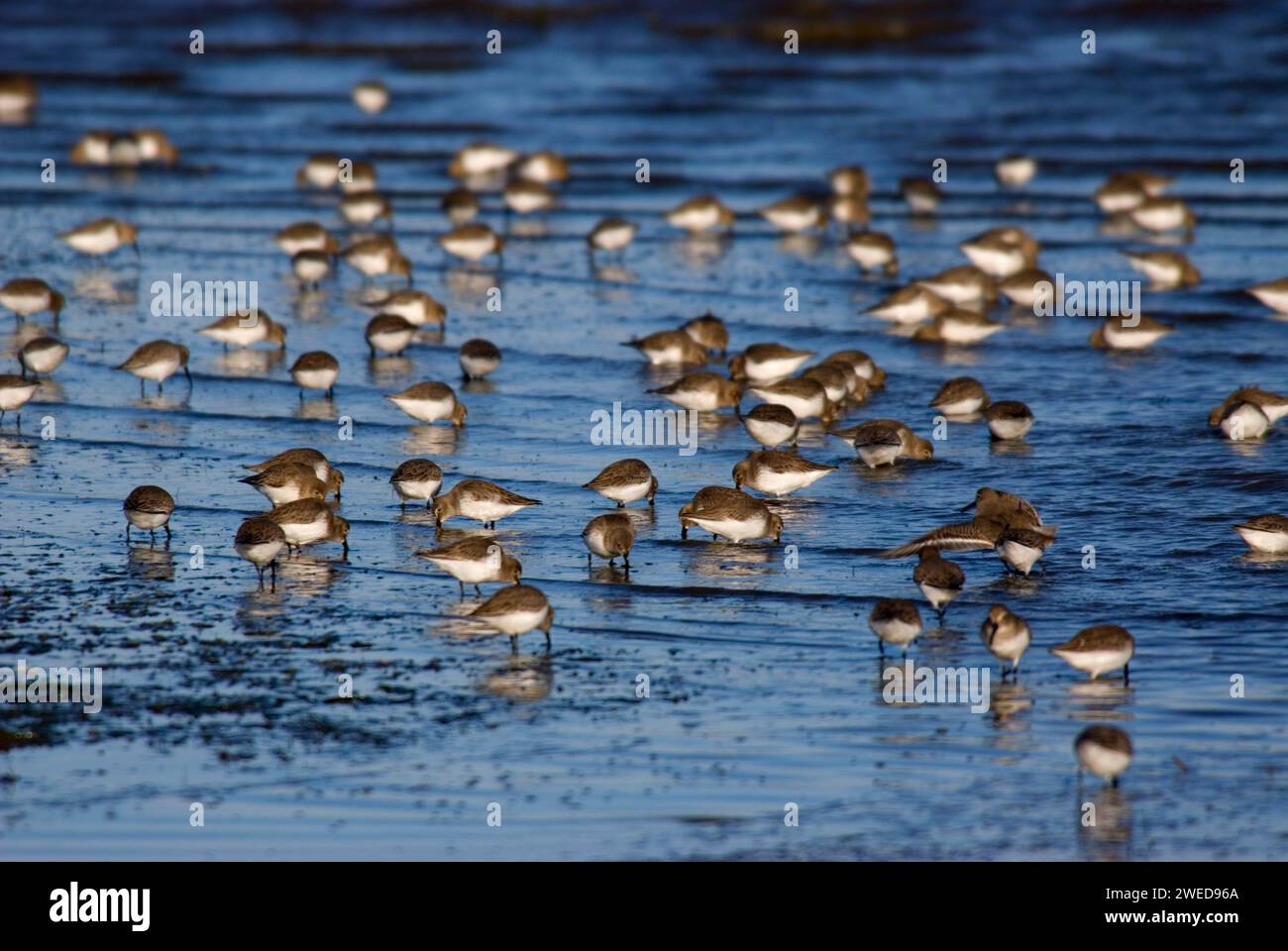 Shorebirds on Willapa Bay, Willapa National Wildlife Refuge, Washington ...
